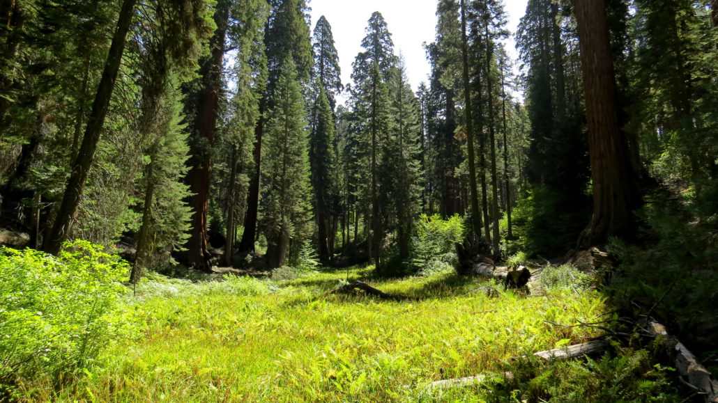Wolverton Cut-Off Trail in Sequoia National Park | Modern Hiker