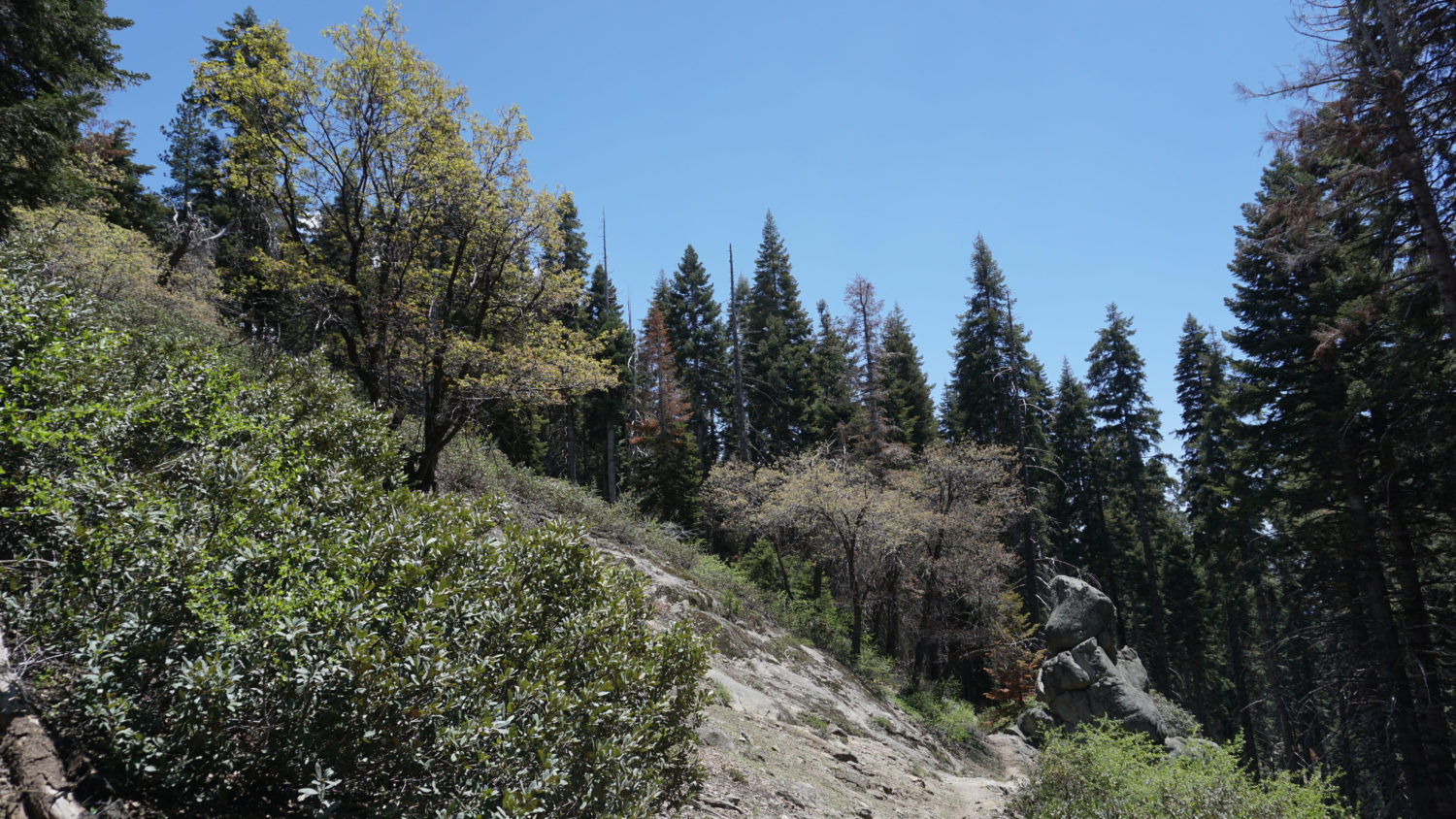 Wolverton Cut-Off Trail in Sequoia National Park | Modern Hiker