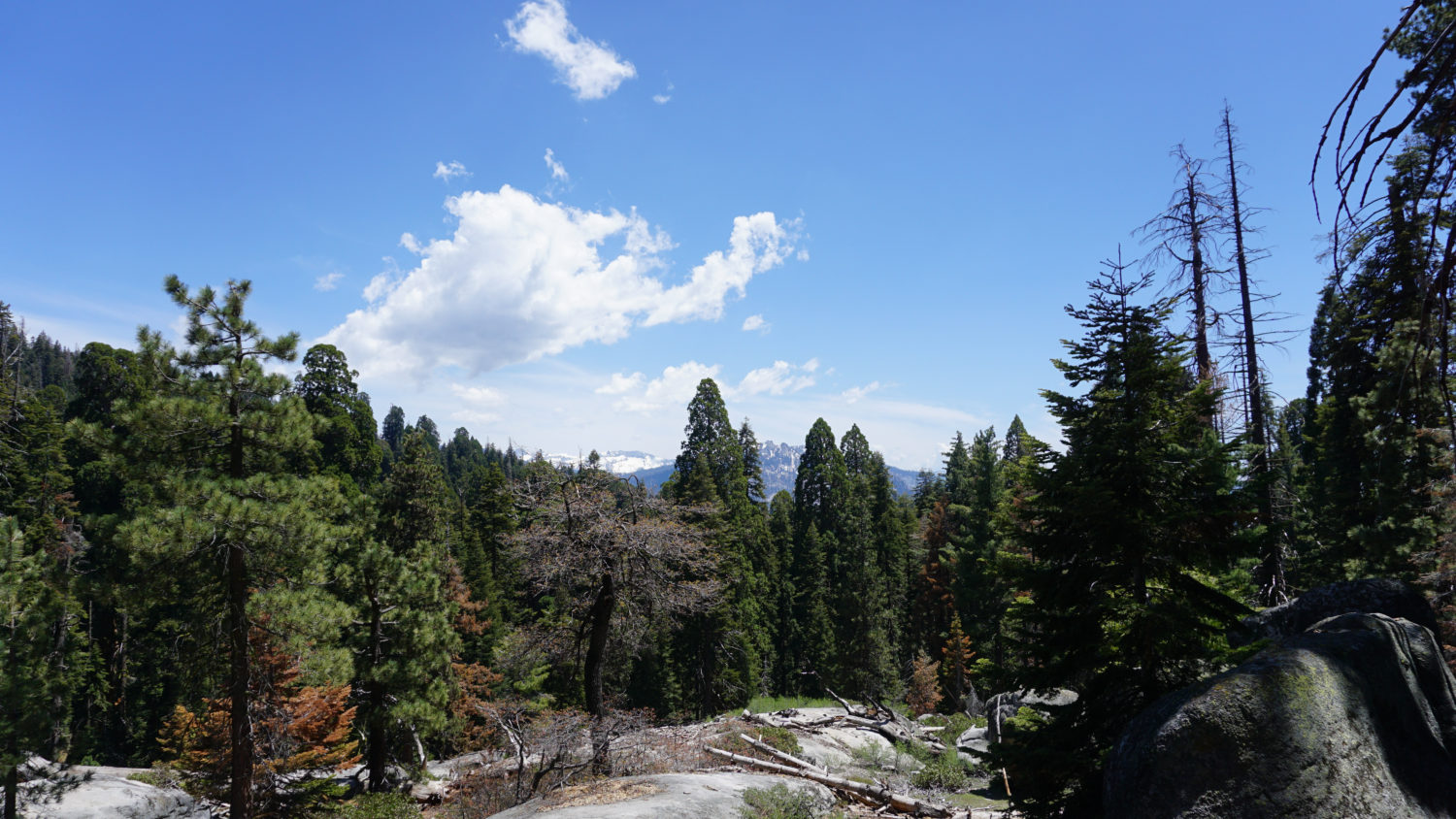 Wolverton Cut-Off Trail in Sequoia National Park | Modern Hiker