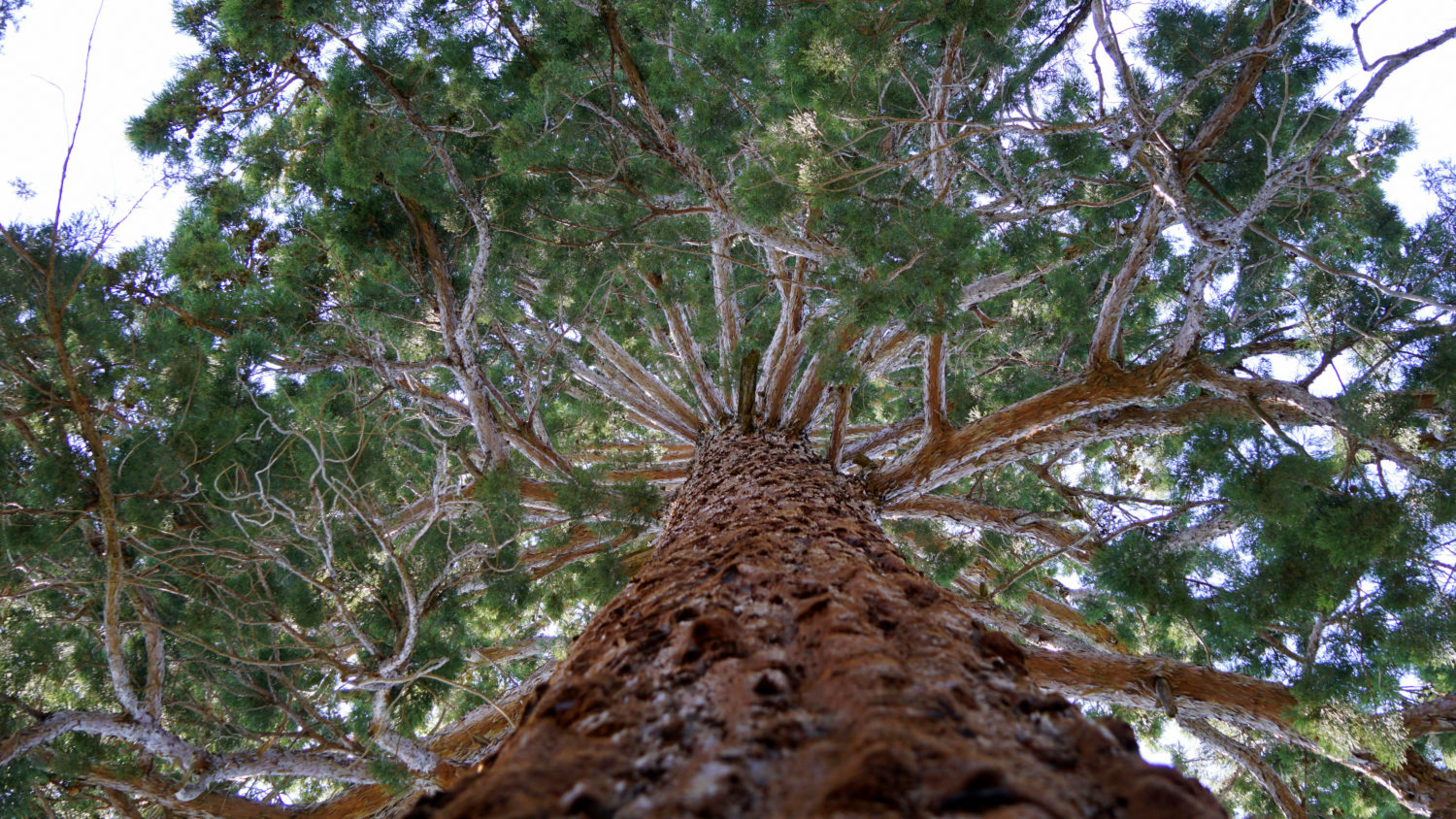 Wolverton Cut-Off Trail in Sequoia National Park | Modern Hiker