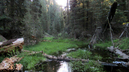 Wolverton Cut-Off Trail in Sequoia National Park | Modern Hiker