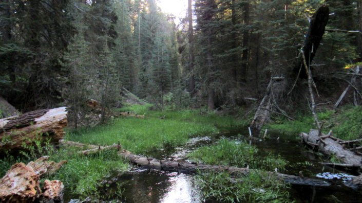 Wolverton Cut-Off Trail in Sequoia National Park | Modern Hiker