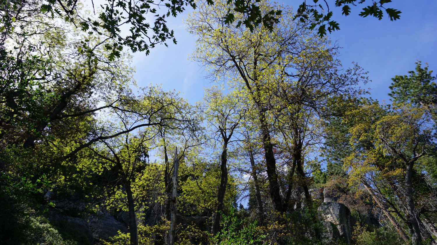 Wolverton Cut-Off Trail in Sequoia National Park | Modern Hiker