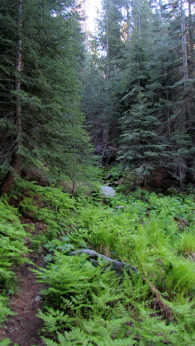 Wolverton Cut-Off Trail in Sequoia National Park | Modern Hiker