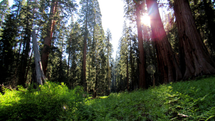 Wolverton Cut-Off Trail in Sequoia National Park | Modern Hiker