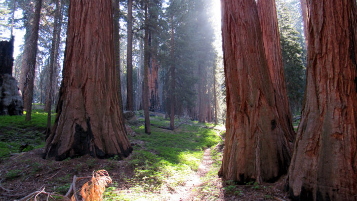 Wolverton Cut-Off Trail in Sequoia National Park | Modern Hiker