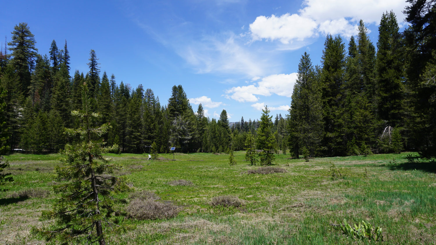 Wolverton Cut-Off Trail in Sequoia National Park | Modern Hiker