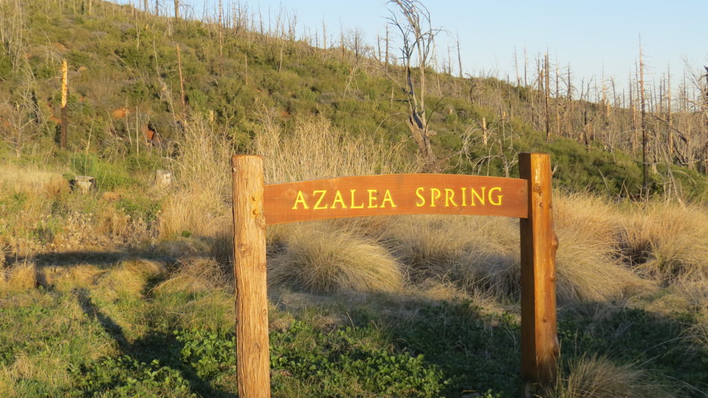 Azalea Glen | Modern Hiker