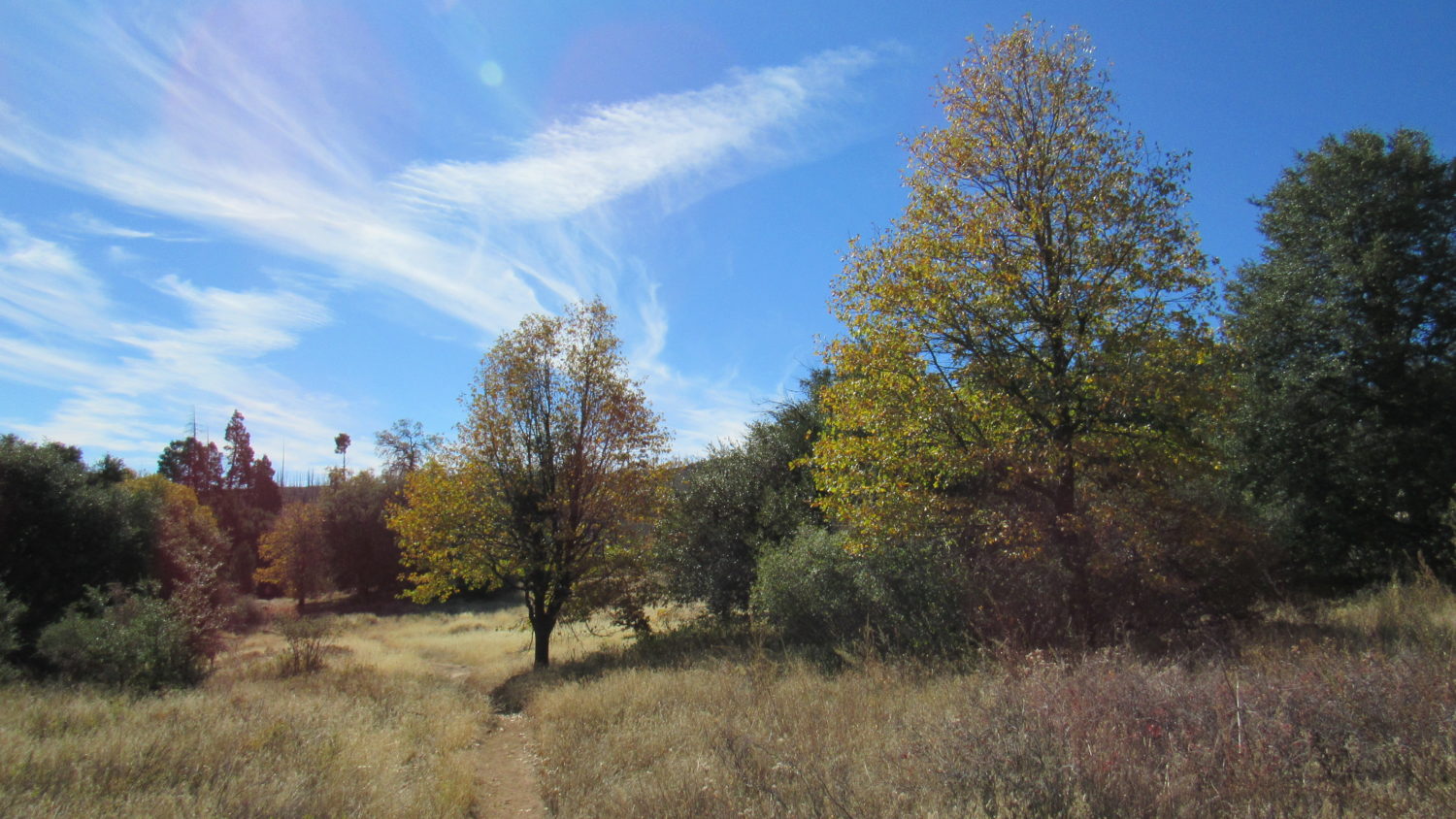 Azalea Glen | Modern Hiker