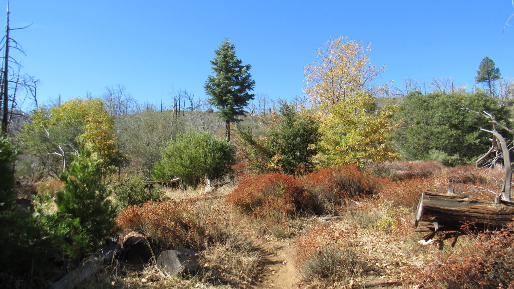 Azalea Glen | Modern Hiker