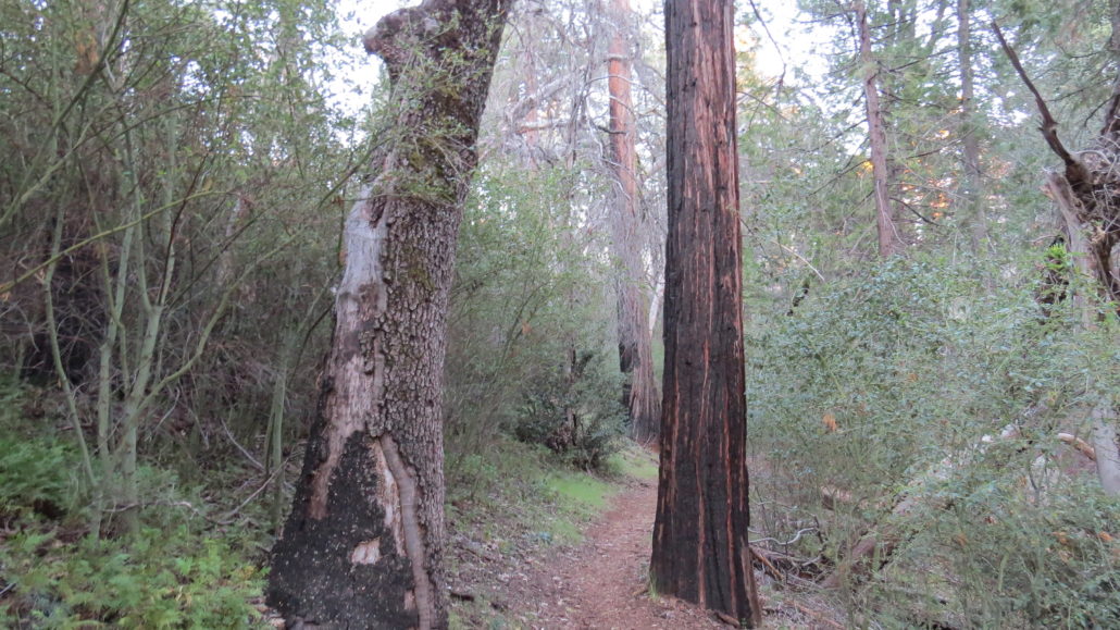 Azalea Glen | Modern Hiker