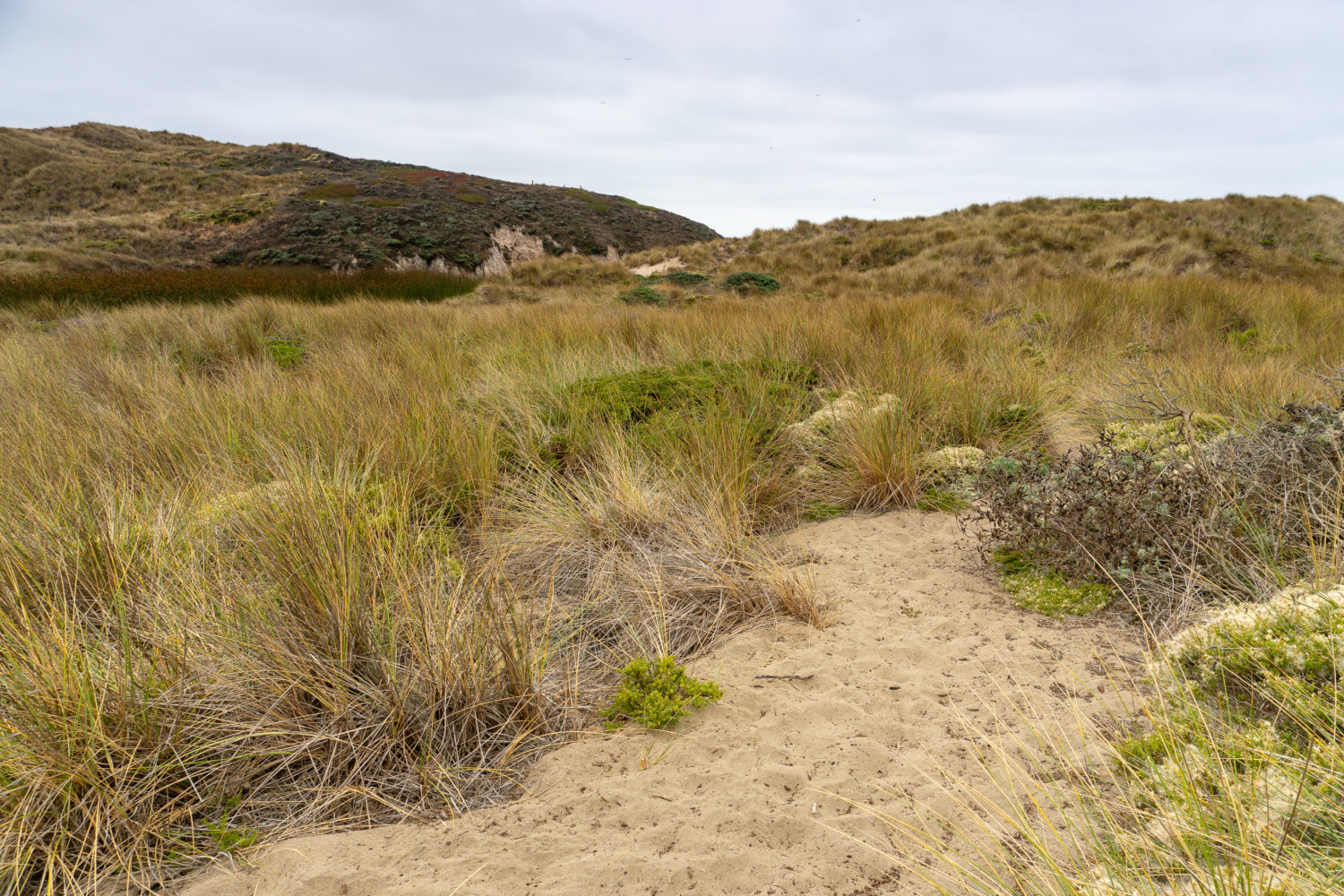 Kehoe Beach on the Point Reyes National Seashore | Modern Hiker