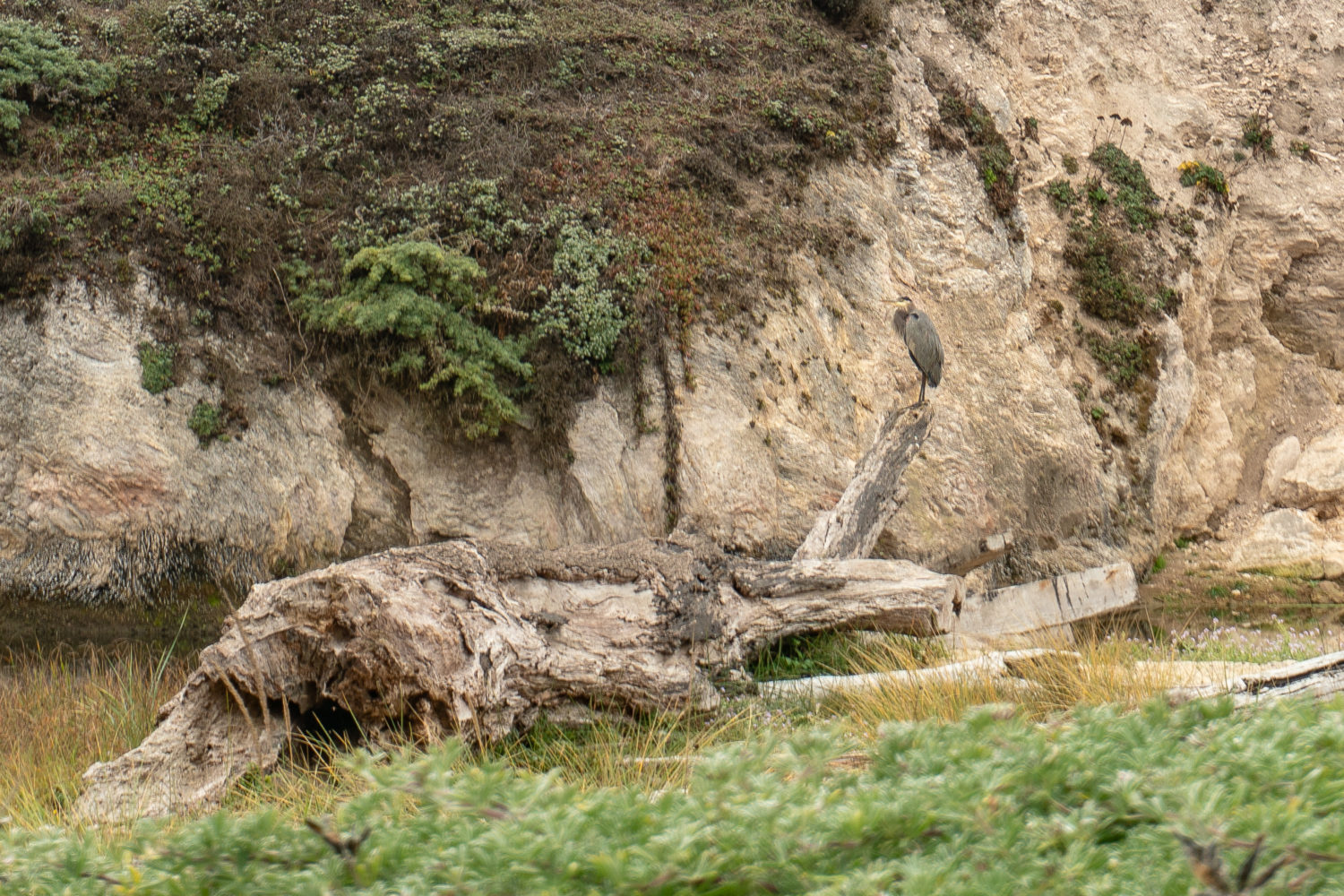 Kehoe Beach on the Point Reyes National Seashore | Modern Hiker