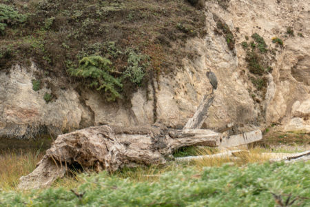 Kehoe Beach on the Point Reyes National Seashore | Modern Hiker