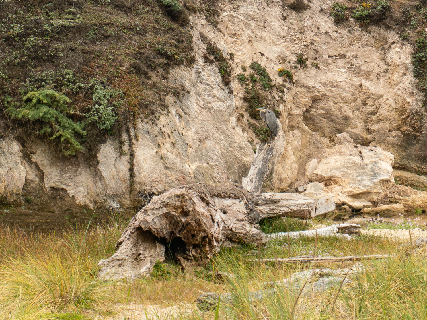 Kehoe Beach on the Point Reyes National Seashore | Modern Hiker