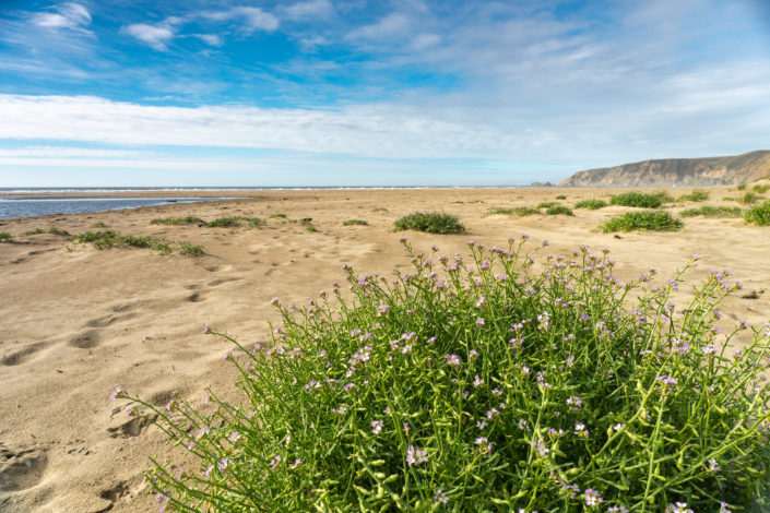 Kehoe Beach on the Point Reyes National Seashore | Modern Hiker
