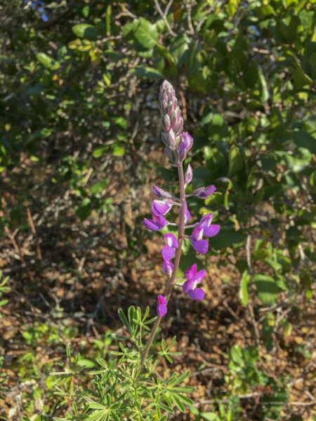Edgewood Park and Natural Preserve Loop | Modern Hiker