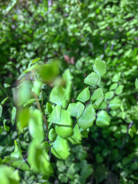 Edgewood Park and Natural Preserve Loop | Modern Hiker