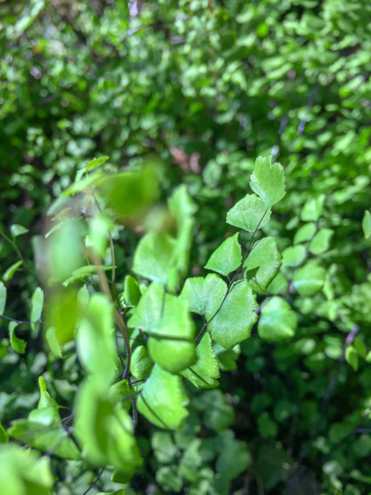 Edgewood Park and Natural Preserve Loop | Modern Hiker