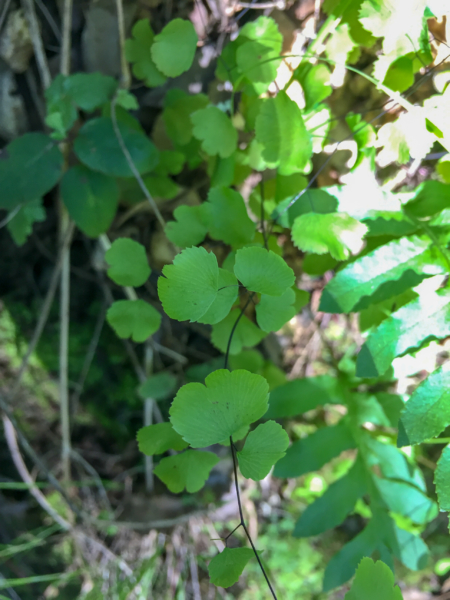Edgewood Park and Natural Preserve Loop | Modern Hiker