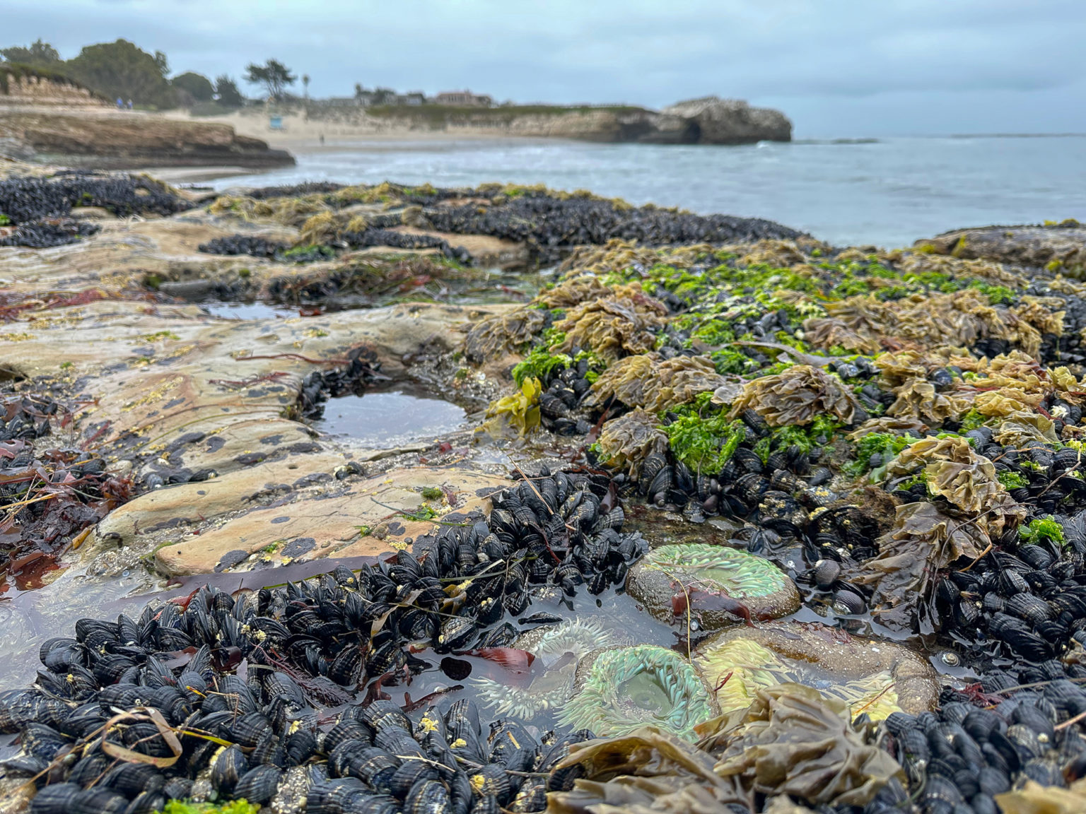 Natural Bridges Wildlife Loop | Modern Hiker
