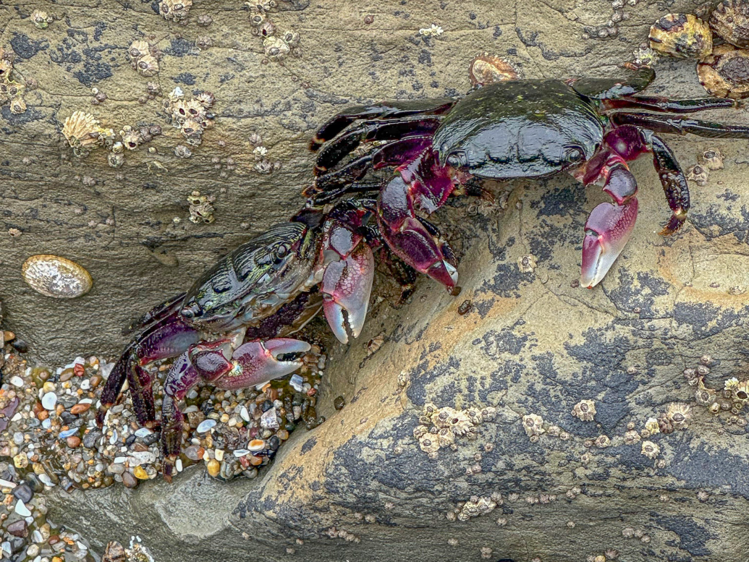 Natural Bridges Wildlife Loop | Modern Hiker