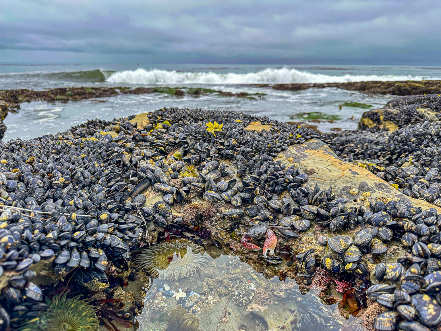 Natural Bridges Wildlife Loop | Modern Hiker