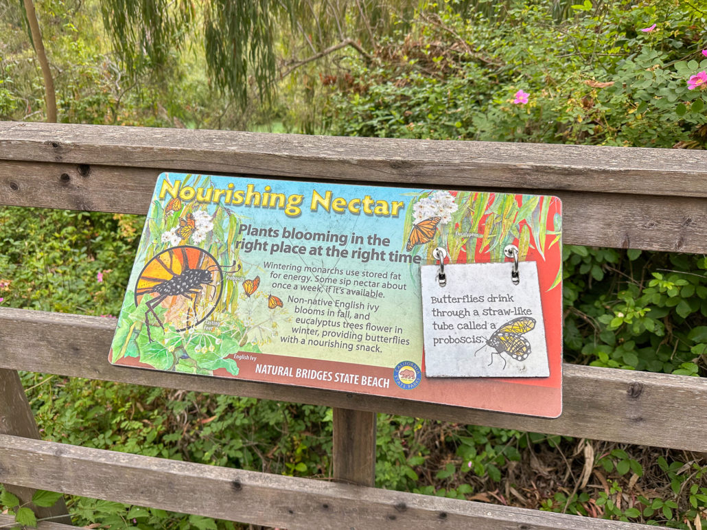 Natural Bridges Wildlife Loop | Modern Hiker