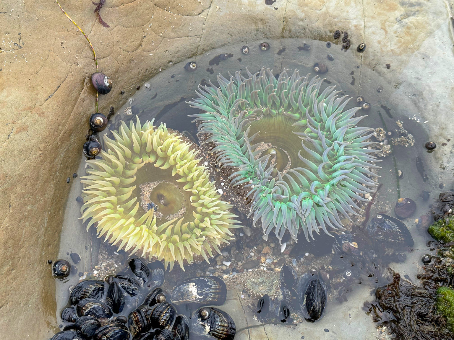 Natural Bridges Wildlife Loop | Modern Hiker