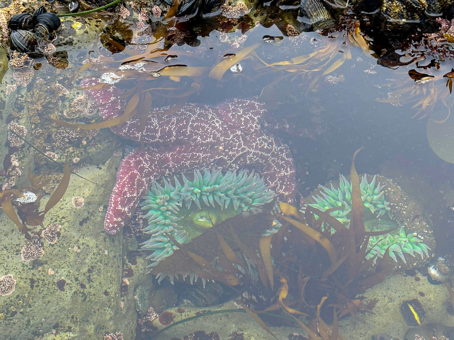 Natural Bridges Wildlife Loop | Modern Hiker