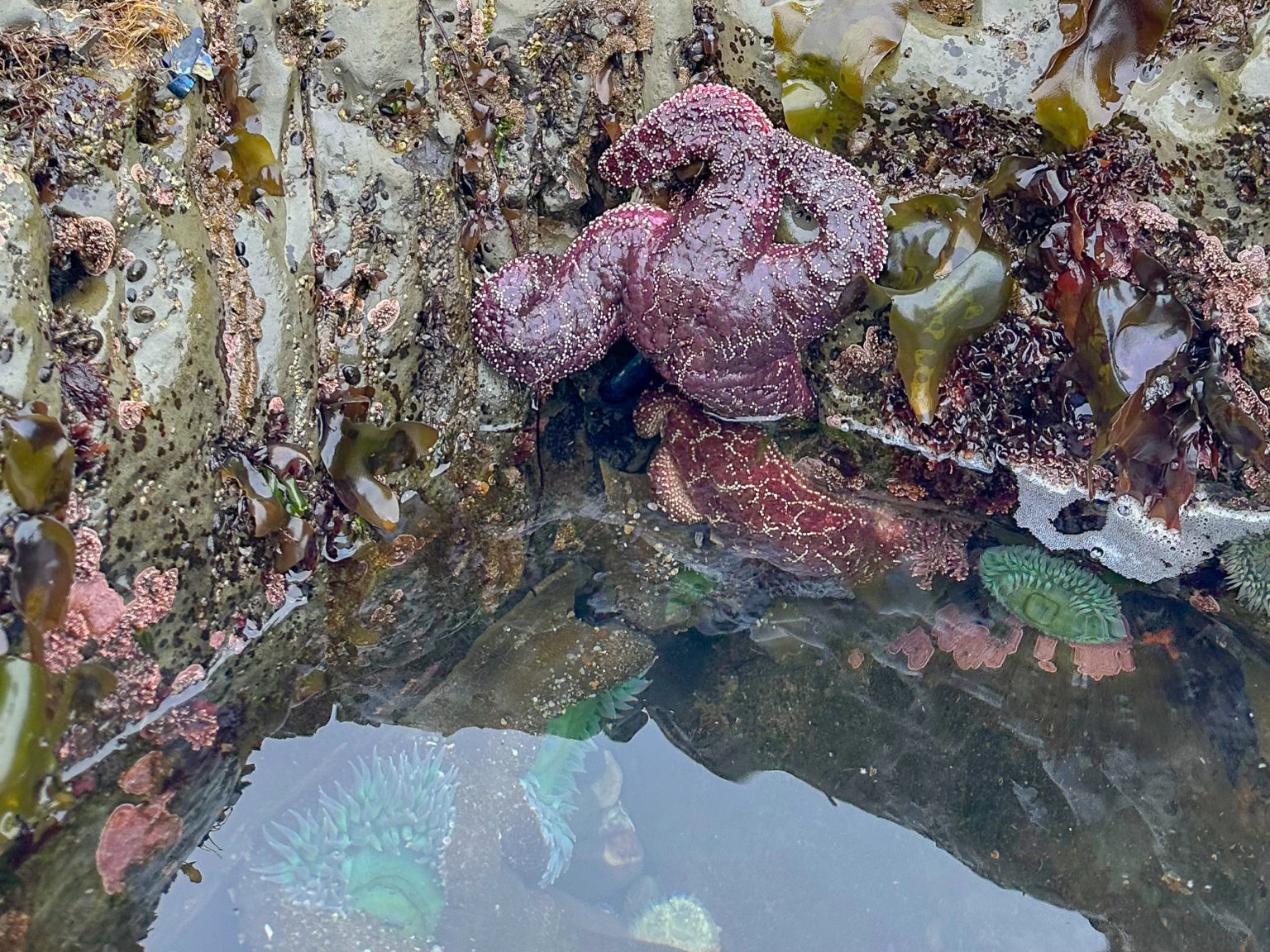 Natural Bridges Wildlife Loop | Modern Hiker