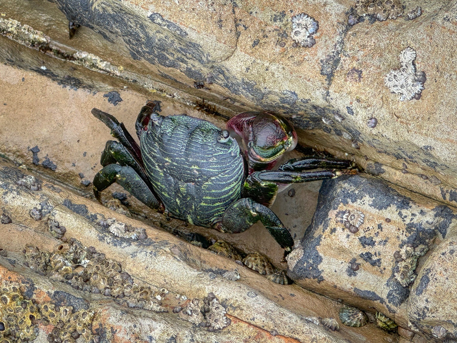 Natural Bridges Wildlife Loop | Modern Hiker