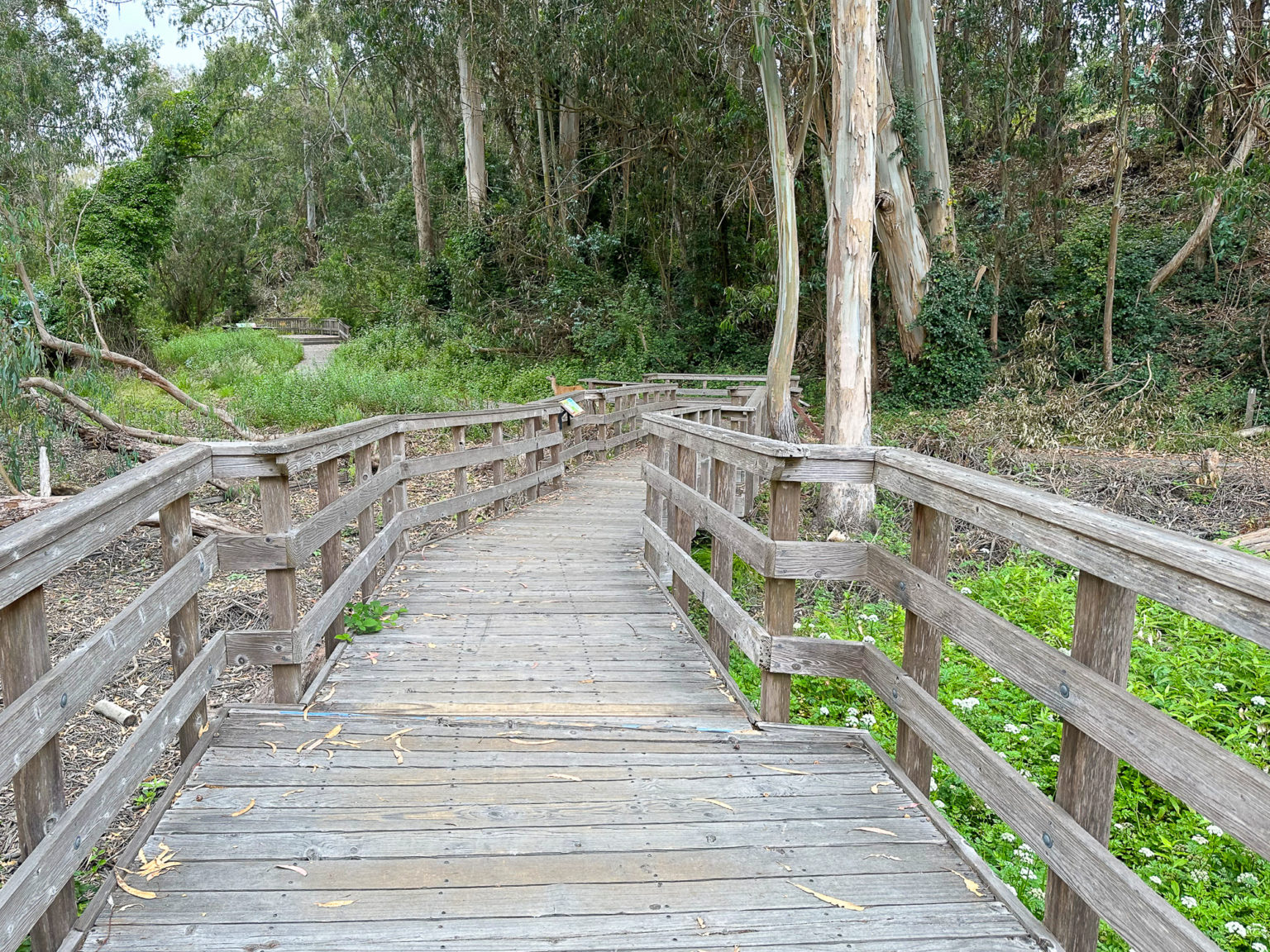 Natural Bridges Wildlife Loop | Modern Hiker