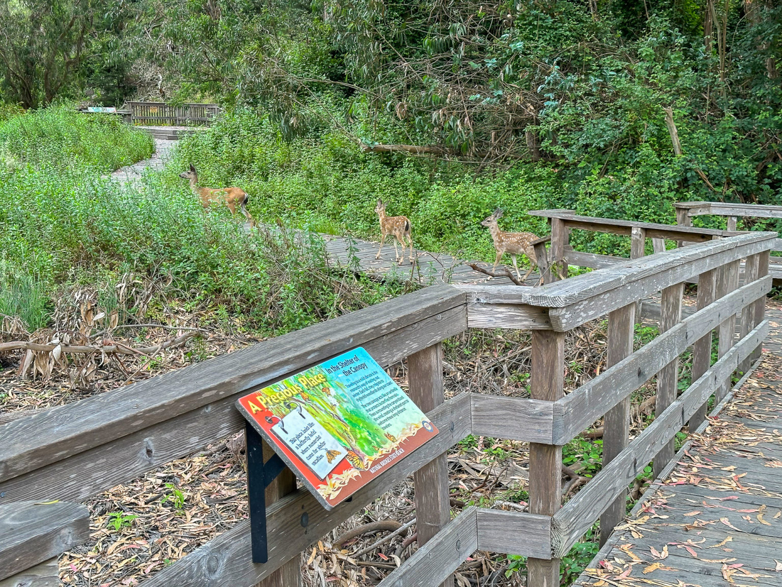 Natural Bridges Wildlife Loop | Modern Hiker