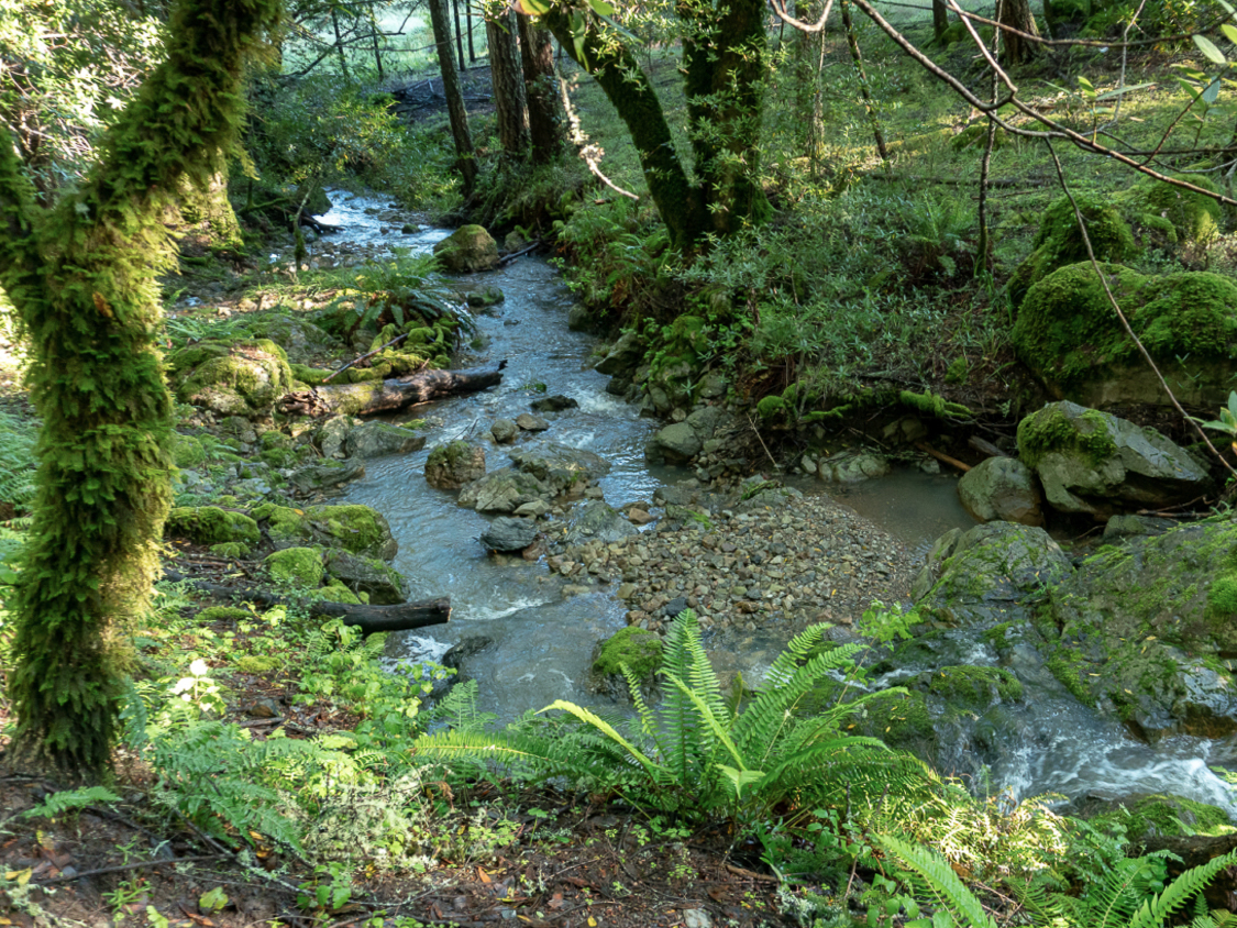 15 Refreshing Creek Hikes in the Bay Area | Modern Hiker
